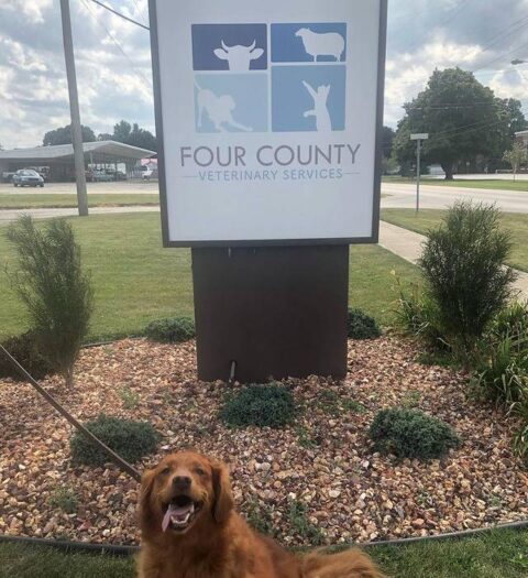 About Four County Veterinary Hospital | Vet In Bellevue, OH 44811