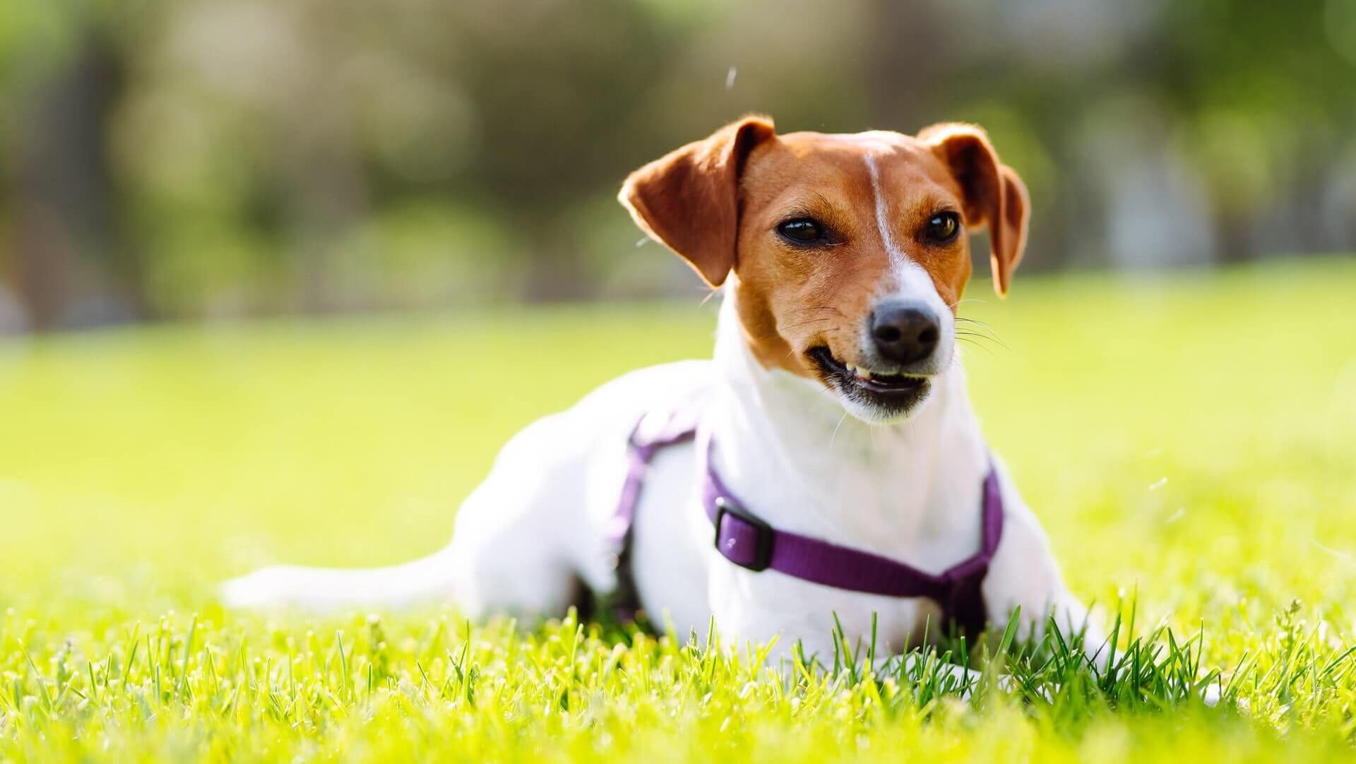 Veterinarian Reviews In Bellevue, OH 44811 Four County Veterinary Hospital